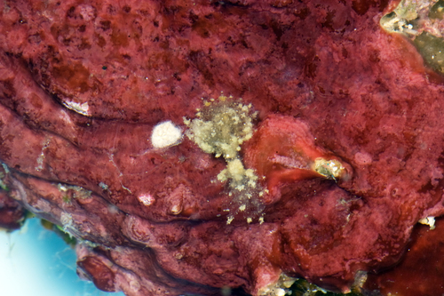 Janolus mirabilis · iNaturalist United Kingdom