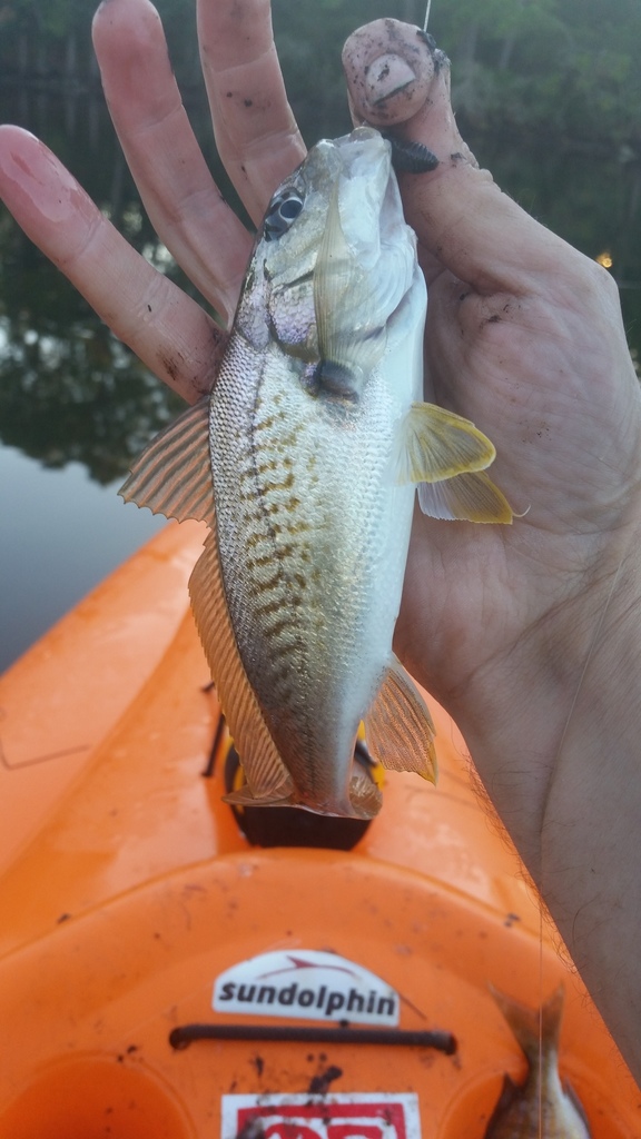 Atlantic Croaker from Panama City, FL, USA on October 30, 2017 at 05:23 ...
