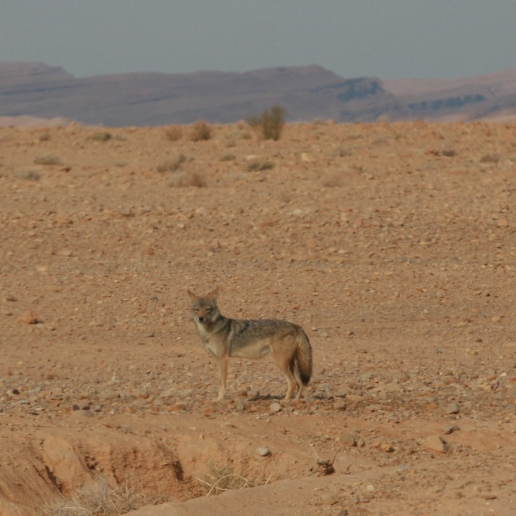 African Wolf from P16, Tunisia on October 15, 2016 at 03:01 PM by ...