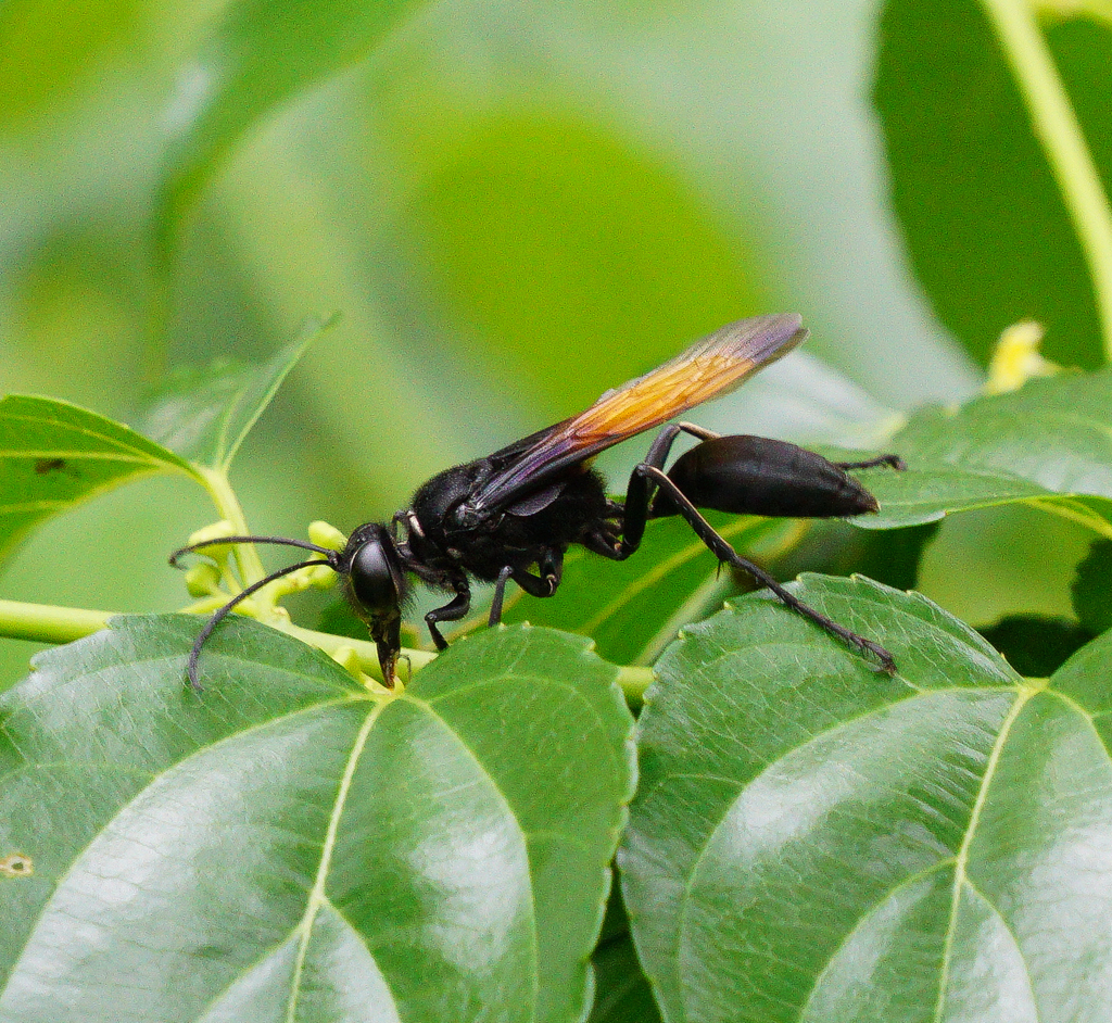 Sphex diabolicus from Punggol, Singapore on March 12, 2021 at 03:11 PM by Yu Jun. Many · iNaturalist