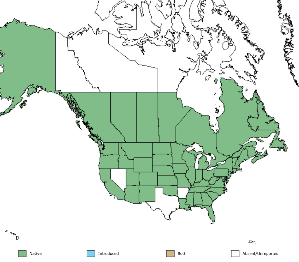 Awl-Fruited Sedge (RWMWD Plant Guide) · iNaturalist