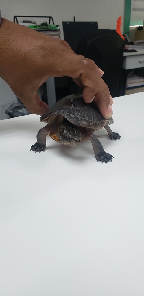 Scorpion Mud Turtle from Los Cocos, Nicaragua on March 12, 2021 at 01: ...