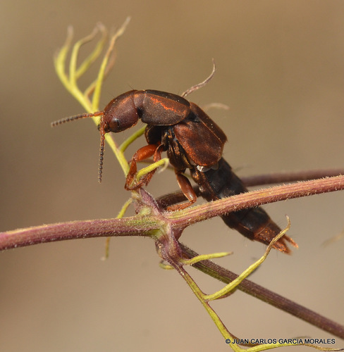 (Platydracus castaneus)