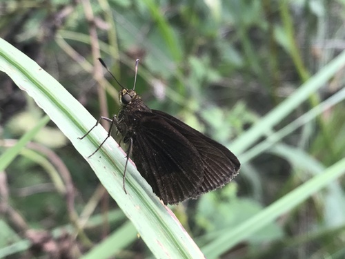 Subspecies Mnaseas derasa brunnea · iNaturalist