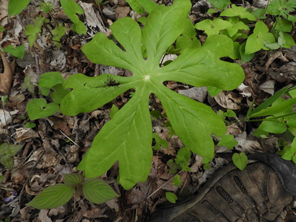 mayapple from Greene County, PA, USA on April 25, 2017 at 01:55 PM by ...