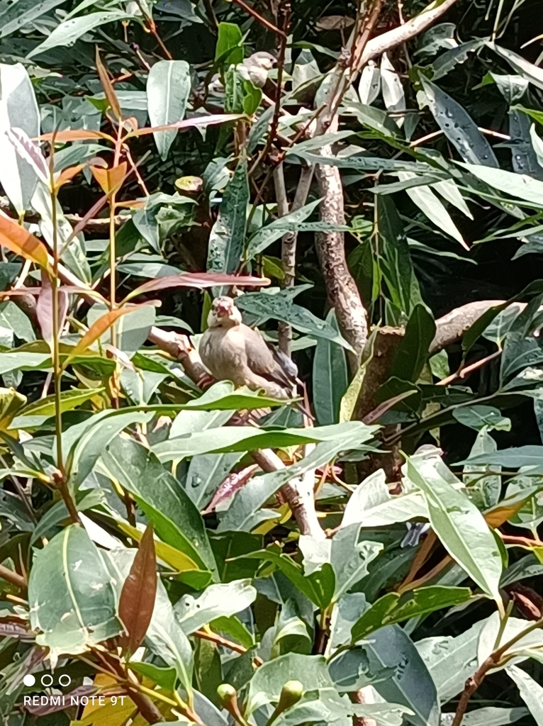 Java Sparrow in March 2021 by Diza E. · iNaturalist