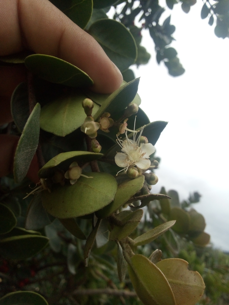 Arrayán desde Duitama, Boyacá, Colombia el 07 de marzo de 2021 a las 10 ...