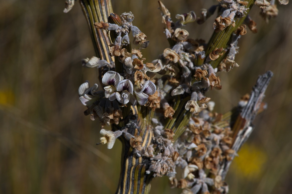 Coral broom in February 2021 by David Lyttle. Carmichaelia crassicaulis ...