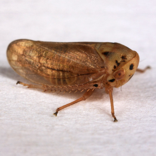 Raspberry Leafhopper (Macropsis fuscula) · iNaturalist