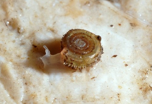 Spiral Coil (Helicodiscus bonamicus) · iNaturalist United Kingdom
