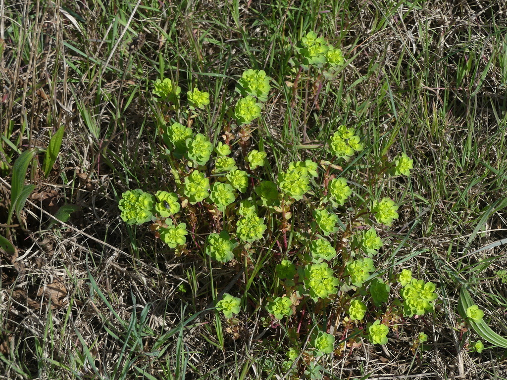 Sun spurge from 34540 Balaruc-le-Vieux, France on March 13, 2021 at 02: ...
