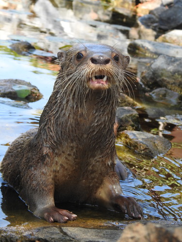 Foto 115773225, (c) Andre Sebastian, todos los derechos reservados ...