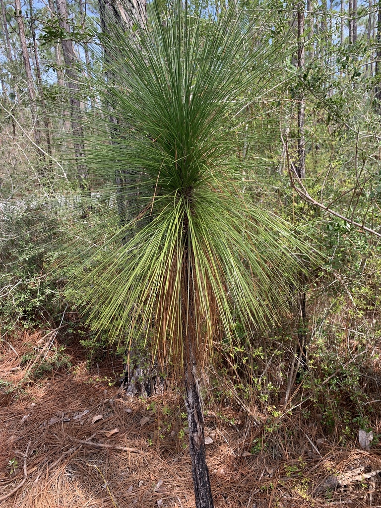 longleaf pine from Grass Island, Orange Beach, AL, US on March 13, 2021 ...