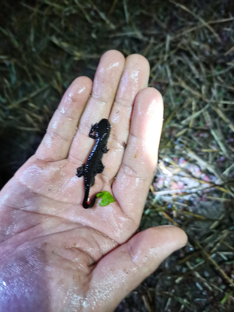 Oriental Fire-bellied Newt in March 2021 by Xiaoxi LIU. This is a rare ...