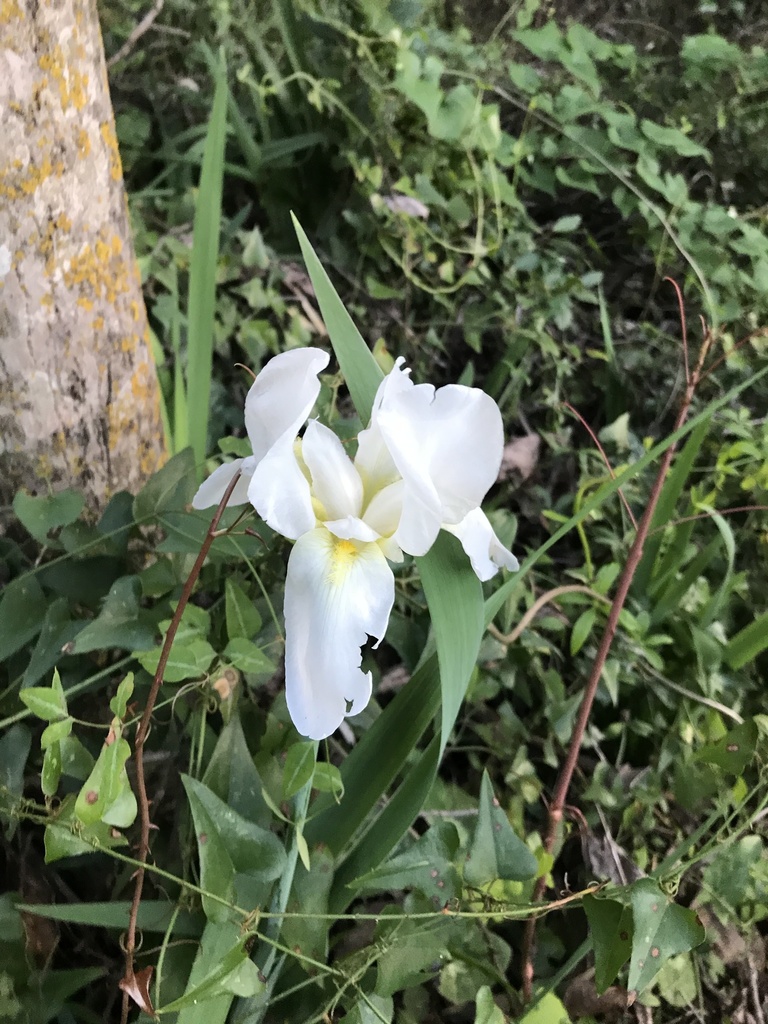 Iris blanco desde Νήσος Λευκάδα, Απολλωνίων, Λευκάδα, GR el 13 de marzo ...