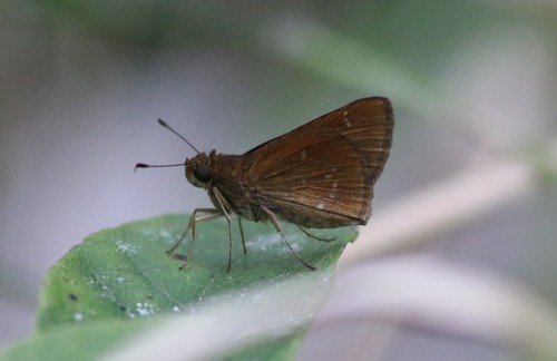 Diversity and Distribution of Skippers (Lepidoptera: Hesperioidea ...