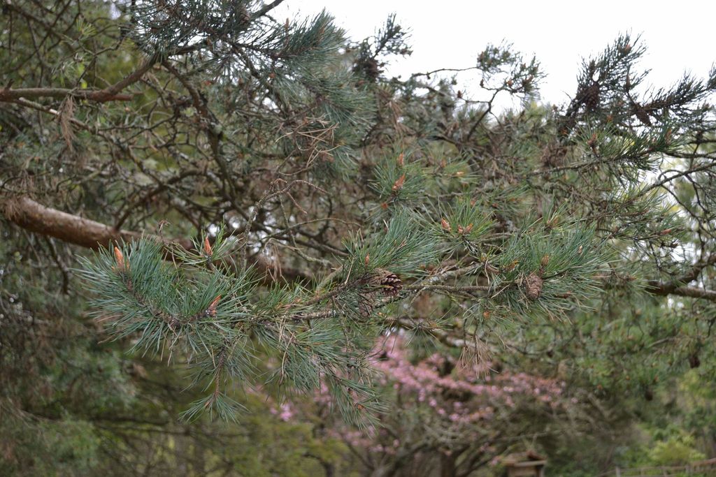 Shore Pine from Ravenna Park, Seattle WA on April 17, 2012 by drwlyons ...