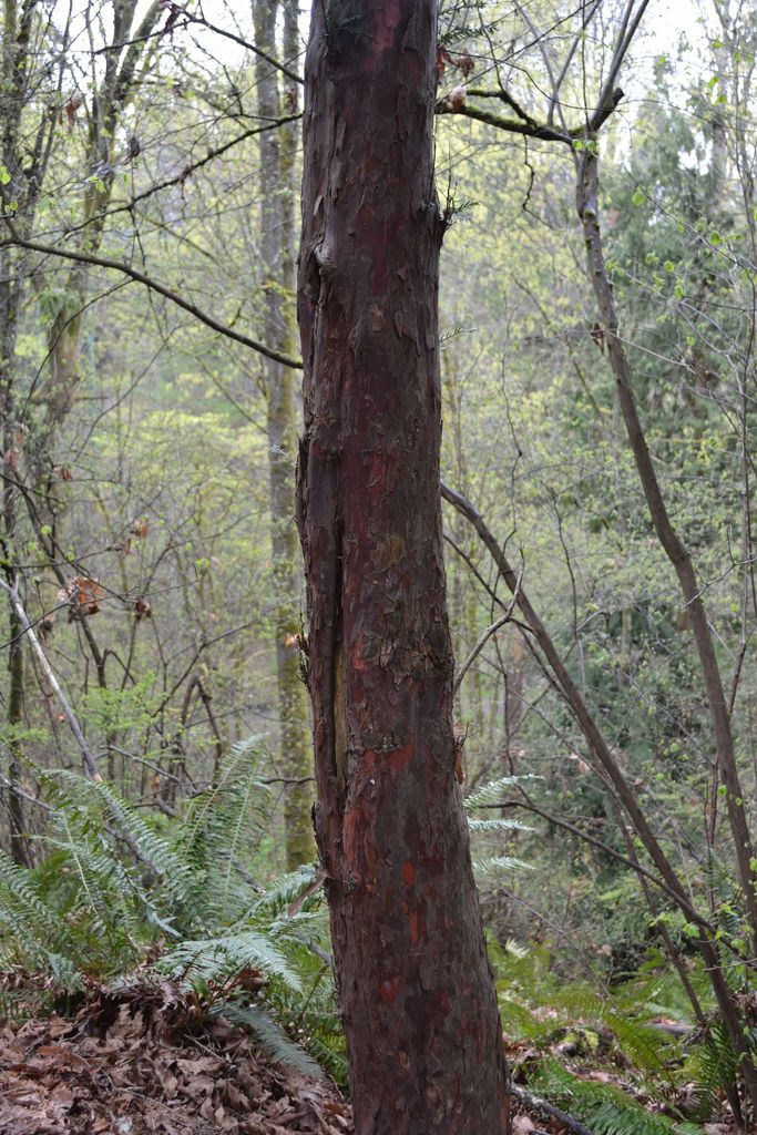Pacific yew from Ravenna Park, Seattle WA on April 17, 2012 by drwlyons ...