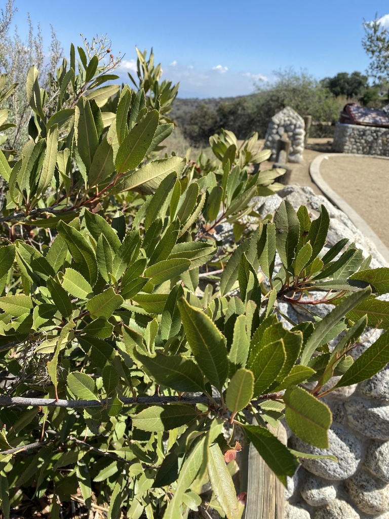 Toyon from Santa Monica Mountains National Recreation Area, Woodland ...