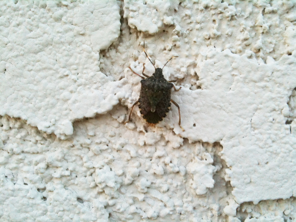 Brown Marmorated Stink Bug from Monterey Park on July 20, 2014 by ...