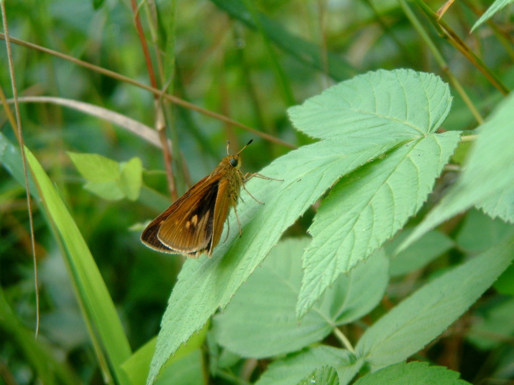 Black Dash from Washburn County, WI, USA on July 30, 2003 at 10:07 AM ...