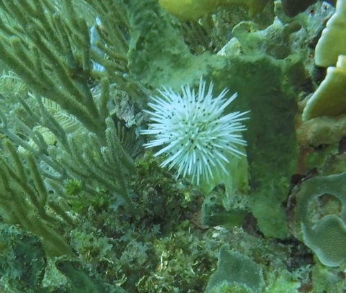 Lytechinus williamsi · iNaturalist