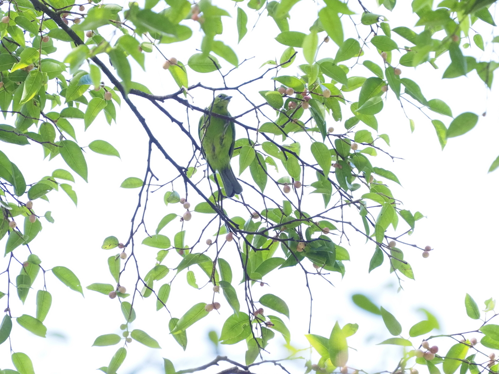 Lesser Green Leafbird in March 2021 by Chan Chee Keong · iNaturalist