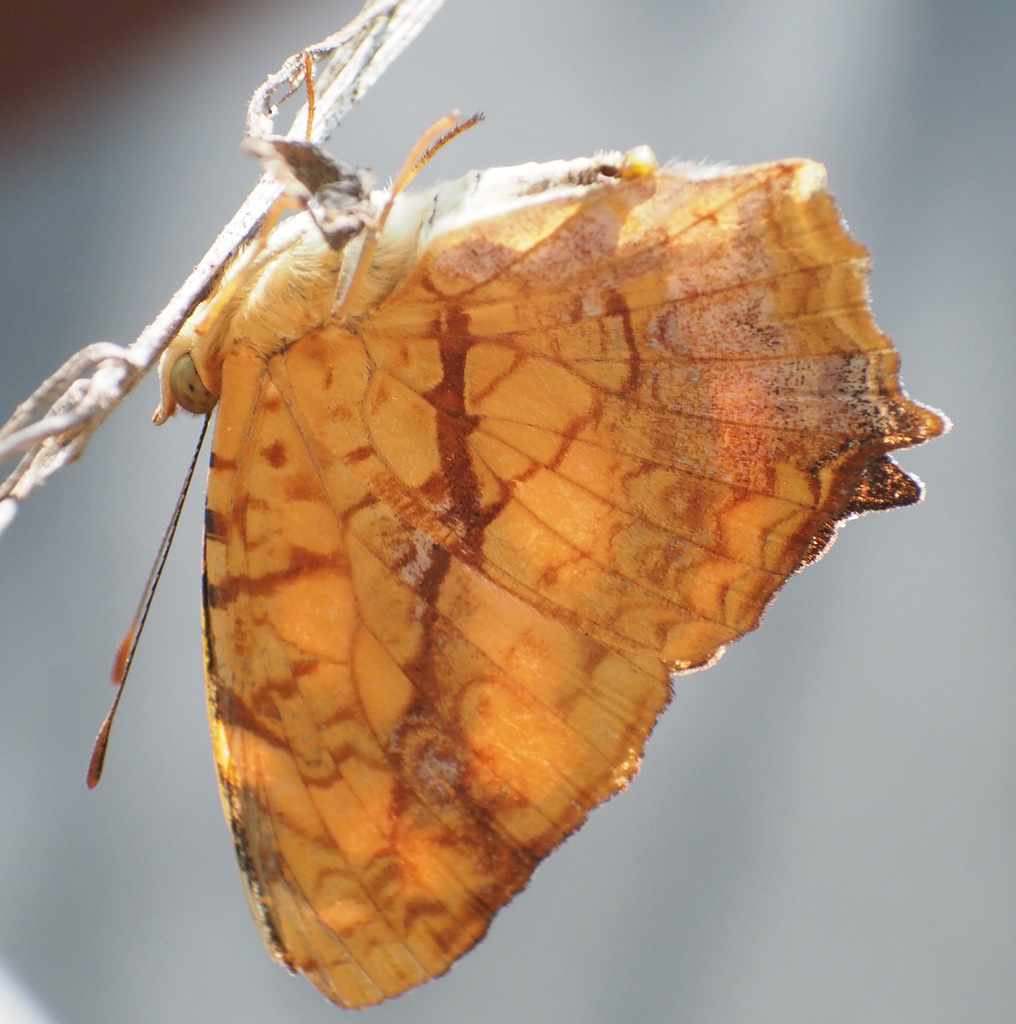 Common Jester in March 2021 by Patrick Wong · iNaturalist