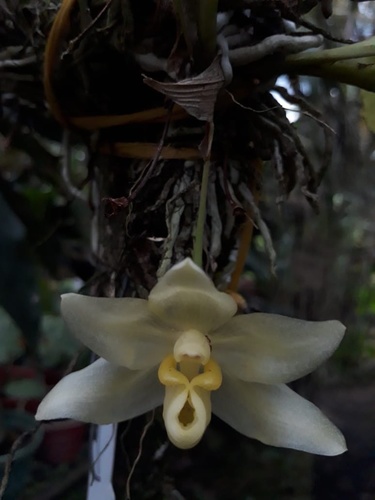 Stenia pallida · iNaturalist United Kingdom