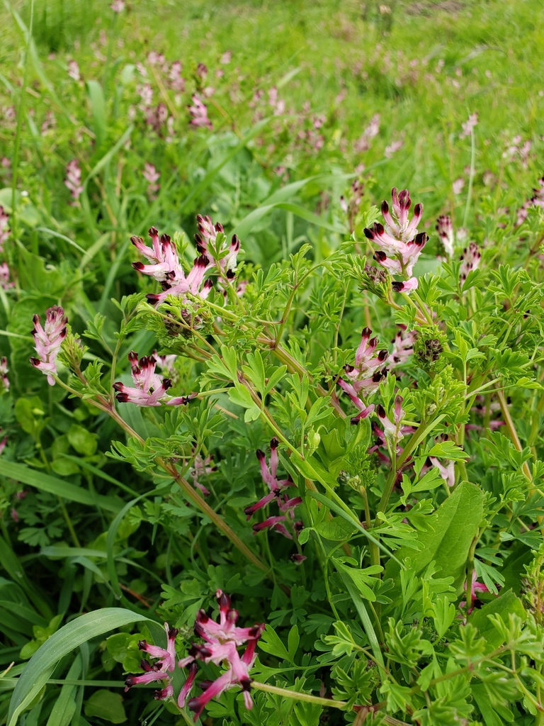 common ramping-fumitory from Carmel-By-The-Sea, CA 93923, USA on March ...