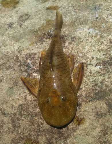 Cucha caqueteña (Chaetostoma platyrhynchus) · NaturaLista Colombia