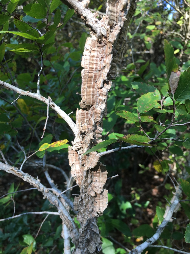 Cedar Elm Root System Cedar Elm (Ulmus Crassifolia) · INaturalist