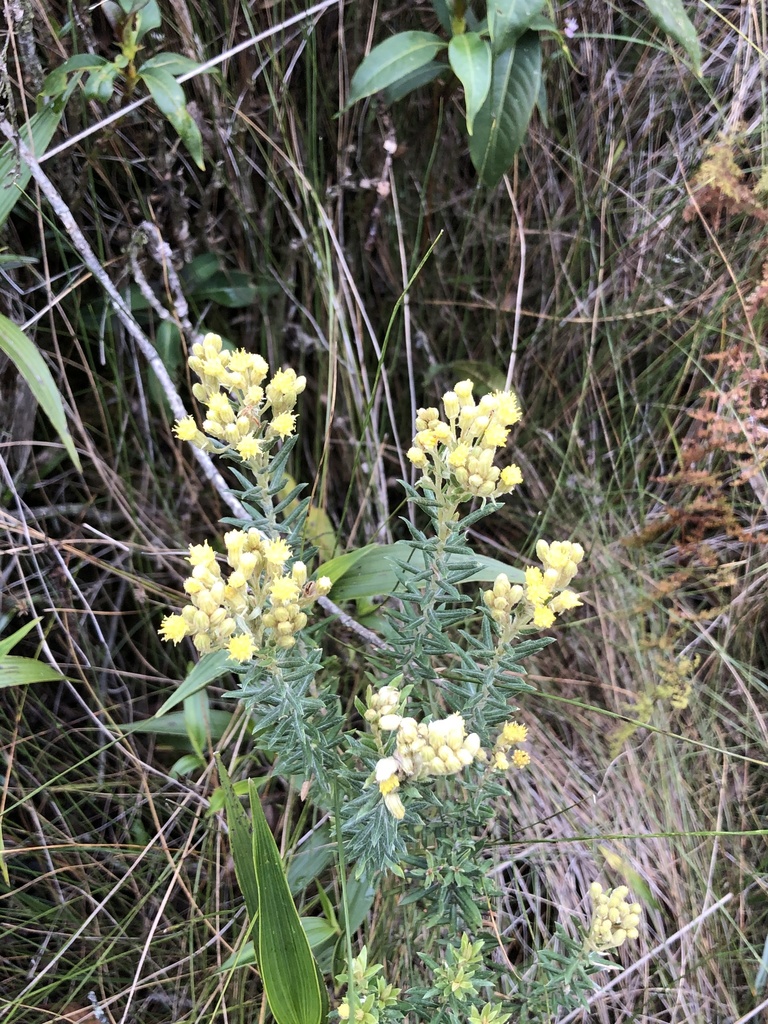 Monticalia from Belmira, Antioquia, CO on March 13, 2021 at 11:09 AM by ...