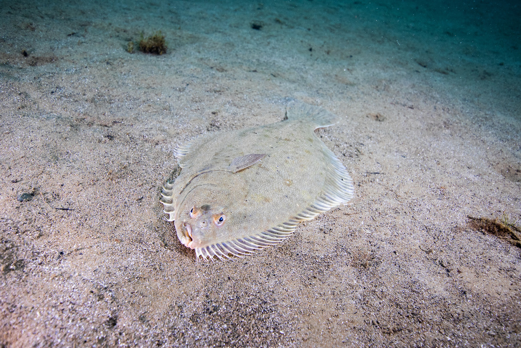 Sand flounder from Deep Water Cove, NZ on March 13, 2021 at 12:08 PM by ...