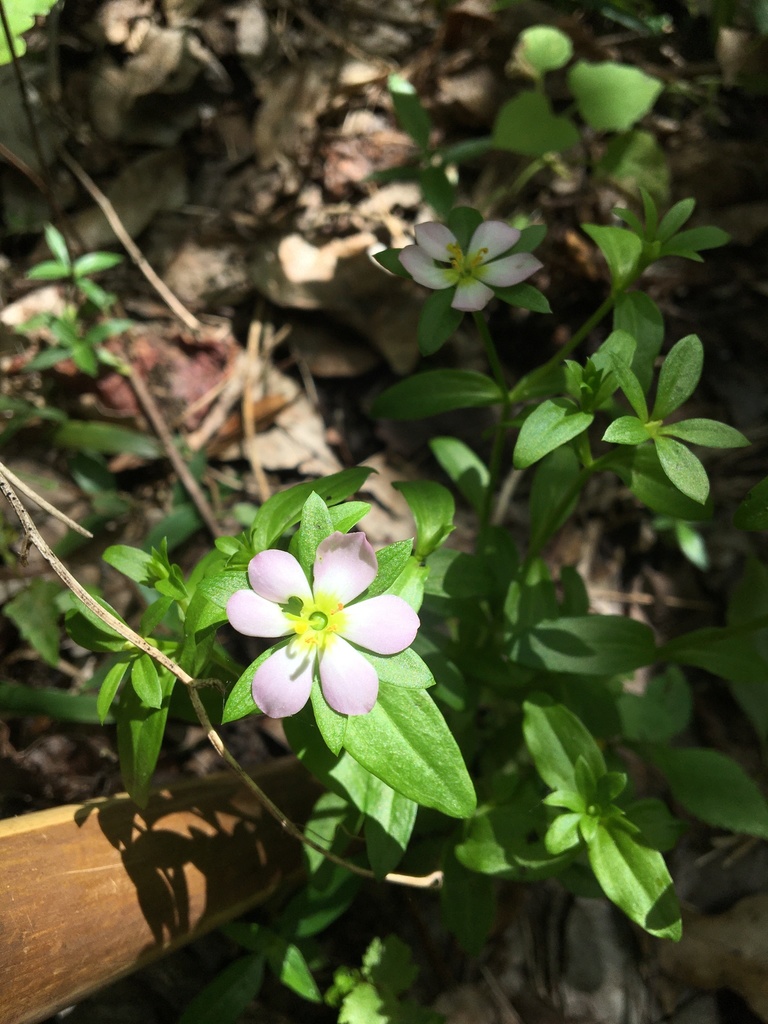 Coastal Rose Gentian in March 2021 by Cole Luttrell · iNaturalist