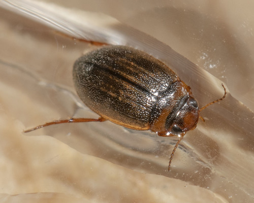 Genus Hygrotus · iNaturalist United Kingdom