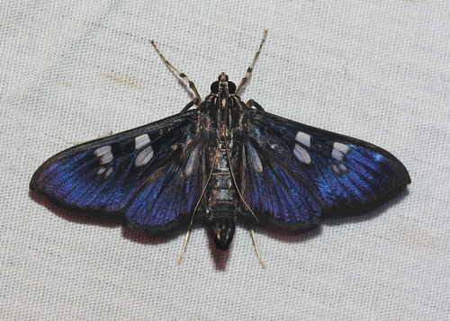 Pygospila hyalotypa · iNaturalist