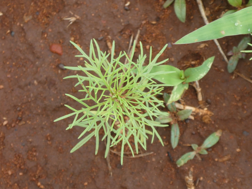 garden cosmos from Carletonville, 2499, South Africa on December 1 ...