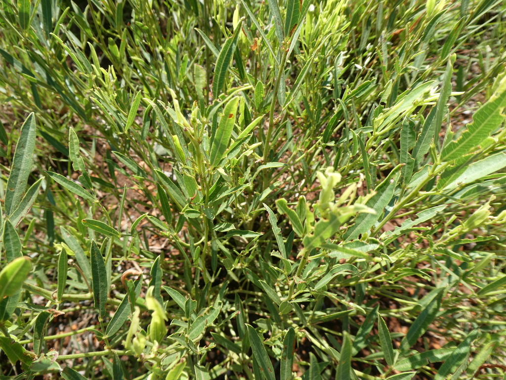 Phaseoleae from Carletonville, 2499, South Africa on December 01, 2020 ...