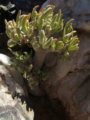 Bush Buttertree (Tylecodon hallii) · iNaturalist