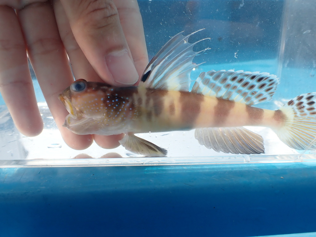 Filamentous shrimpgoby (Myersina filifer) - Marine Life Identification
