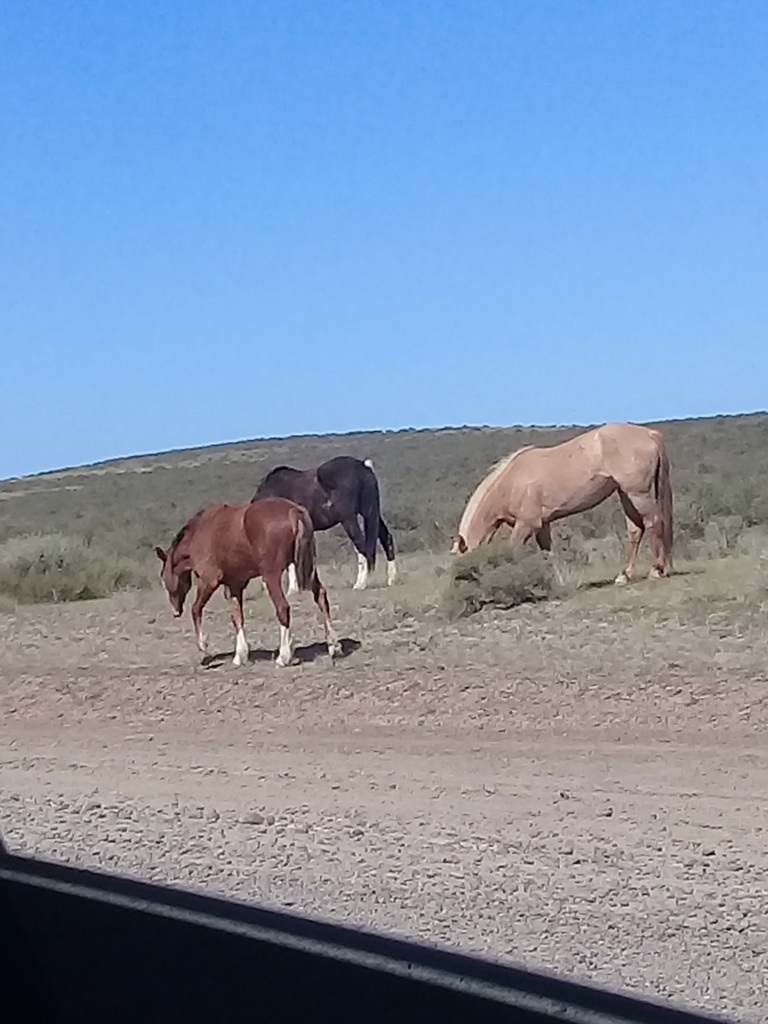 Domestic Horse from Biedma, Chubut, Argentina on October 5, 2019 at 01: ...