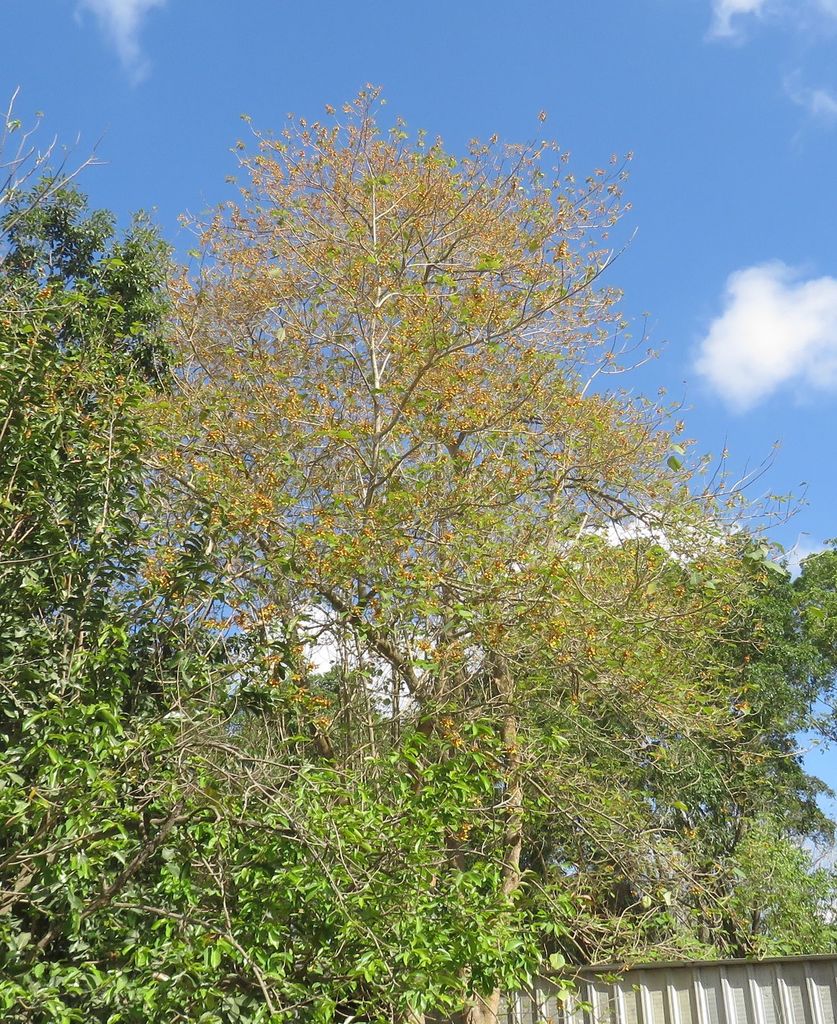 Kashmir tree from MAPSA, Mérida on March 14, 2020 at 09:03 AM by ...