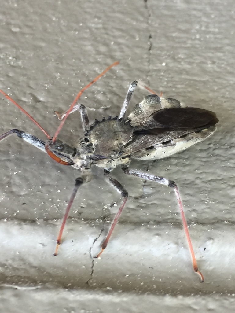 North American Wheel Bug from 24728 NW 30th Pl, Newberry, FL, US on ...