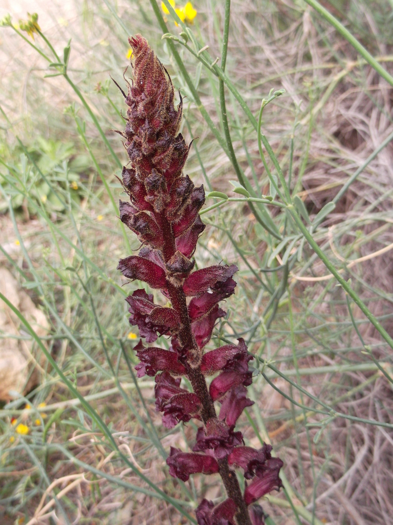 Orobanche foetida from Béjaïa, Algérie on March 02, 2021 at 09:46 AM by ...