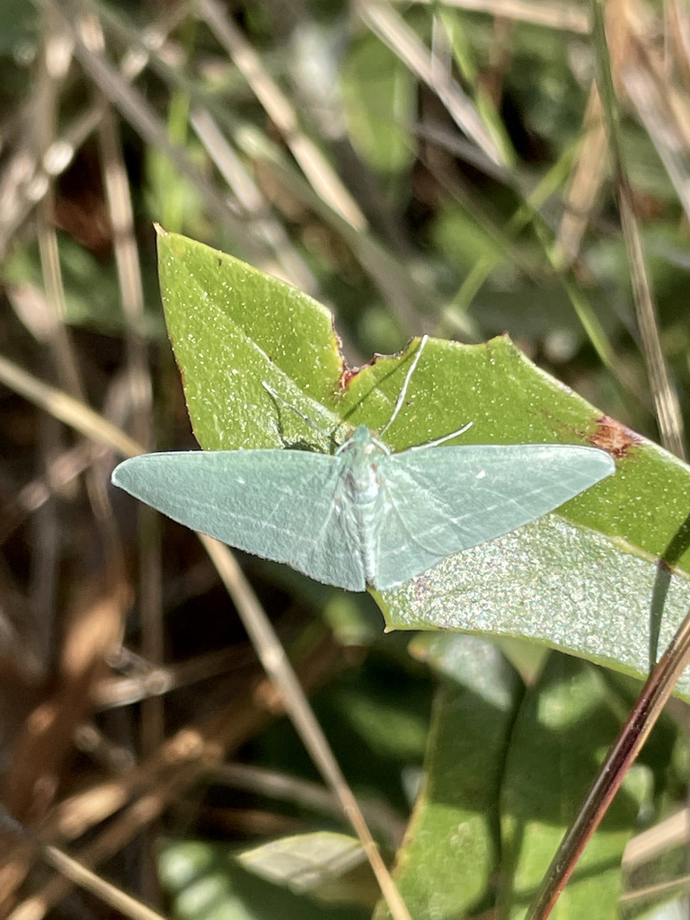 Bad-wing Moth from Clay County, FL, USA on March 15, 2021 at 10:42 AM ...