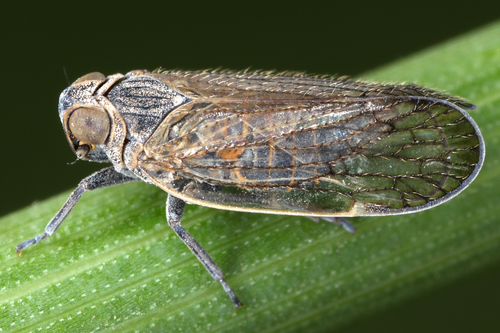 Reptalus cuspidatus · iNaturalist