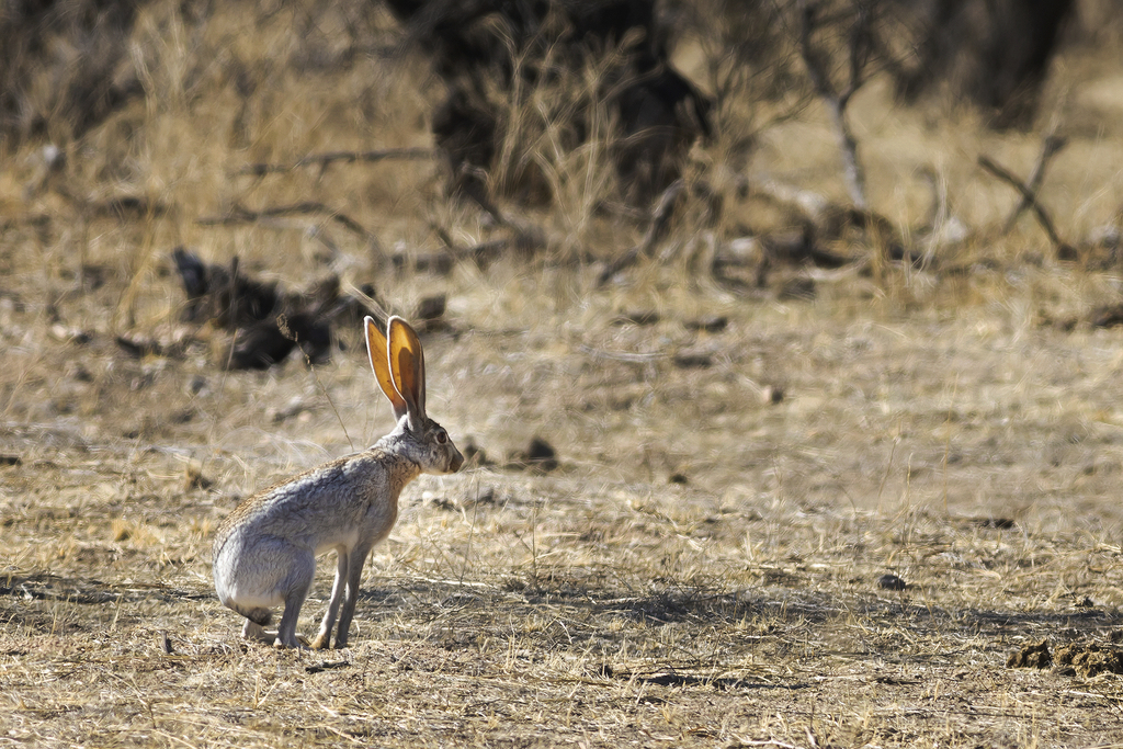 Antelope Jackrabbit from Bacoachi Municipality, Sonora, Mexico on ...