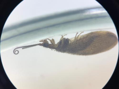 Sisyra panama · iNaturalist