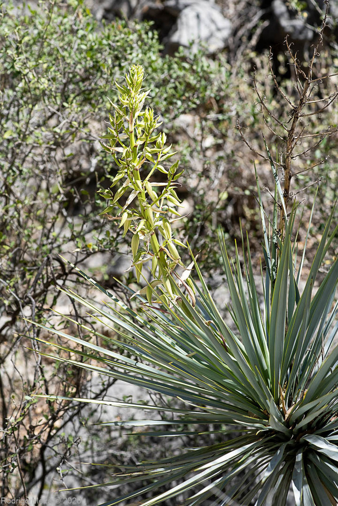 rigid blue yucca from Lerdo, Durango, Mexico on March 15, 2021 at 02:29 ...